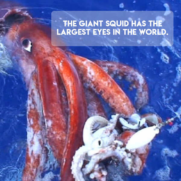 How Many Eyes Does Have A Giant Squid Allometry Indicates Giant Eyes