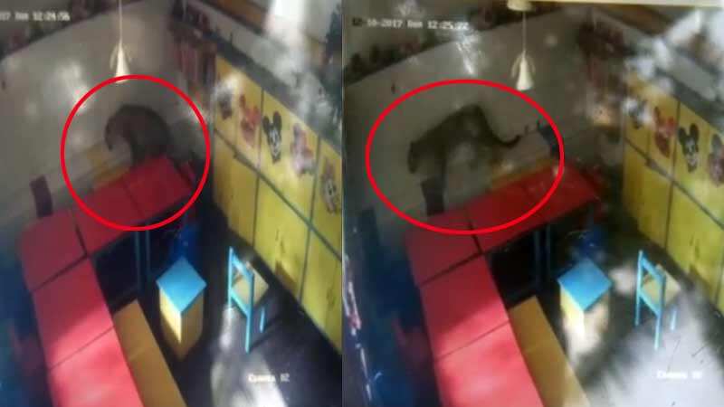 Watch: Leopard enters children play school in Mumbai