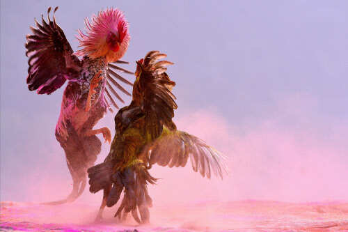 Rooster fight in Tiruvallur gets HC's thumbs-up, but with riders