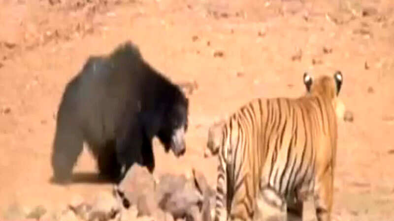 Watch: Fight for survival between tiger and bear
