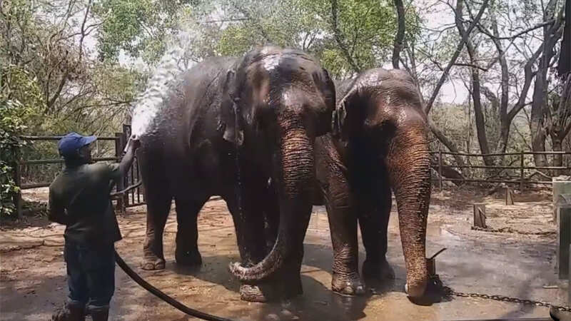 Pune: Animals artificial cooling at the Katraj zoo