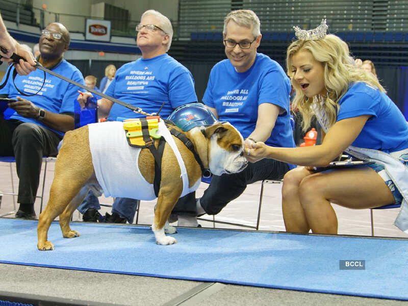 Puppy crowned pageant winner
