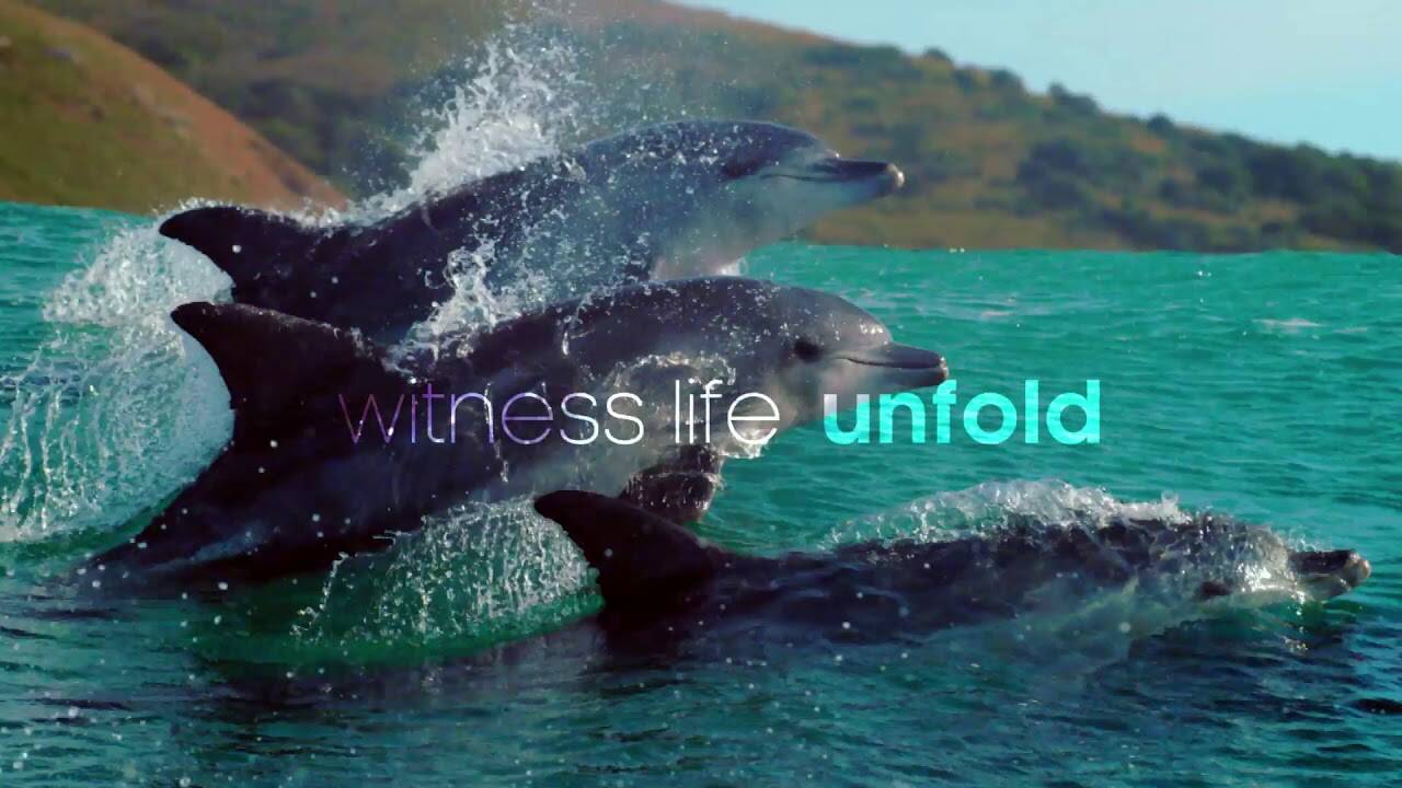 Blue Planet II - One Ocean And The Deep - Official Trailer