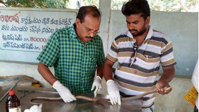 Wounded cobra undergoes spinal cord surgery, receives 8 stitches