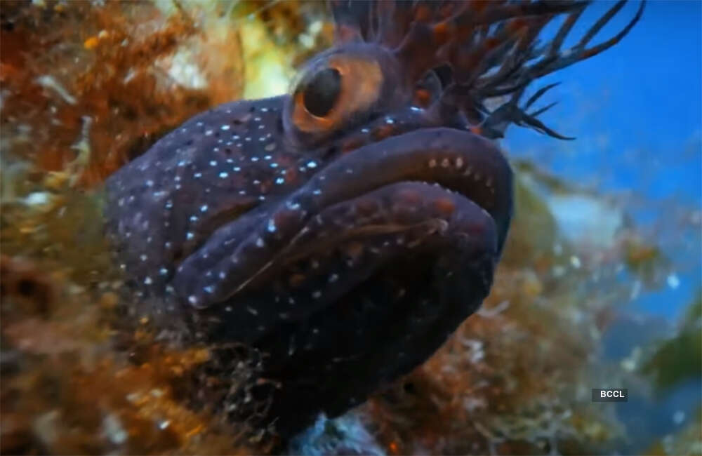 Blue Planet II - One Ocean And The Deep Movie User Reviews & Ratings ...