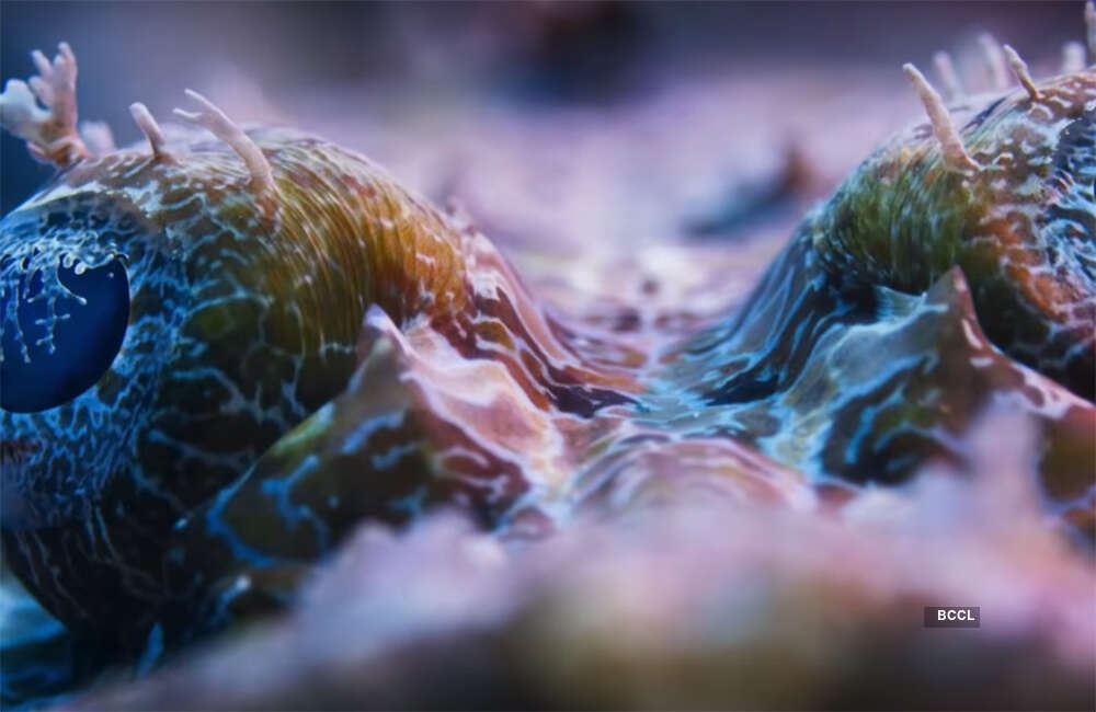 Blue Planet II - One Ocean And The Deep Movie User Reviews & Ratings ...