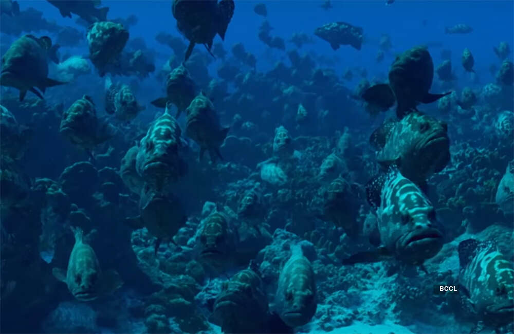 Blue Planet II - One Ocean And The Deep Movie User Reviews & Ratings ...