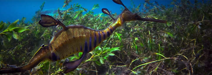 Blue Planet II - One Ocean And The Deep Movie: Showtimes, Review, Songs ...