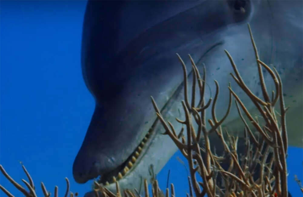 Blue Planet II - One Ocean And The Deep Movie User Reviews & Ratings ...