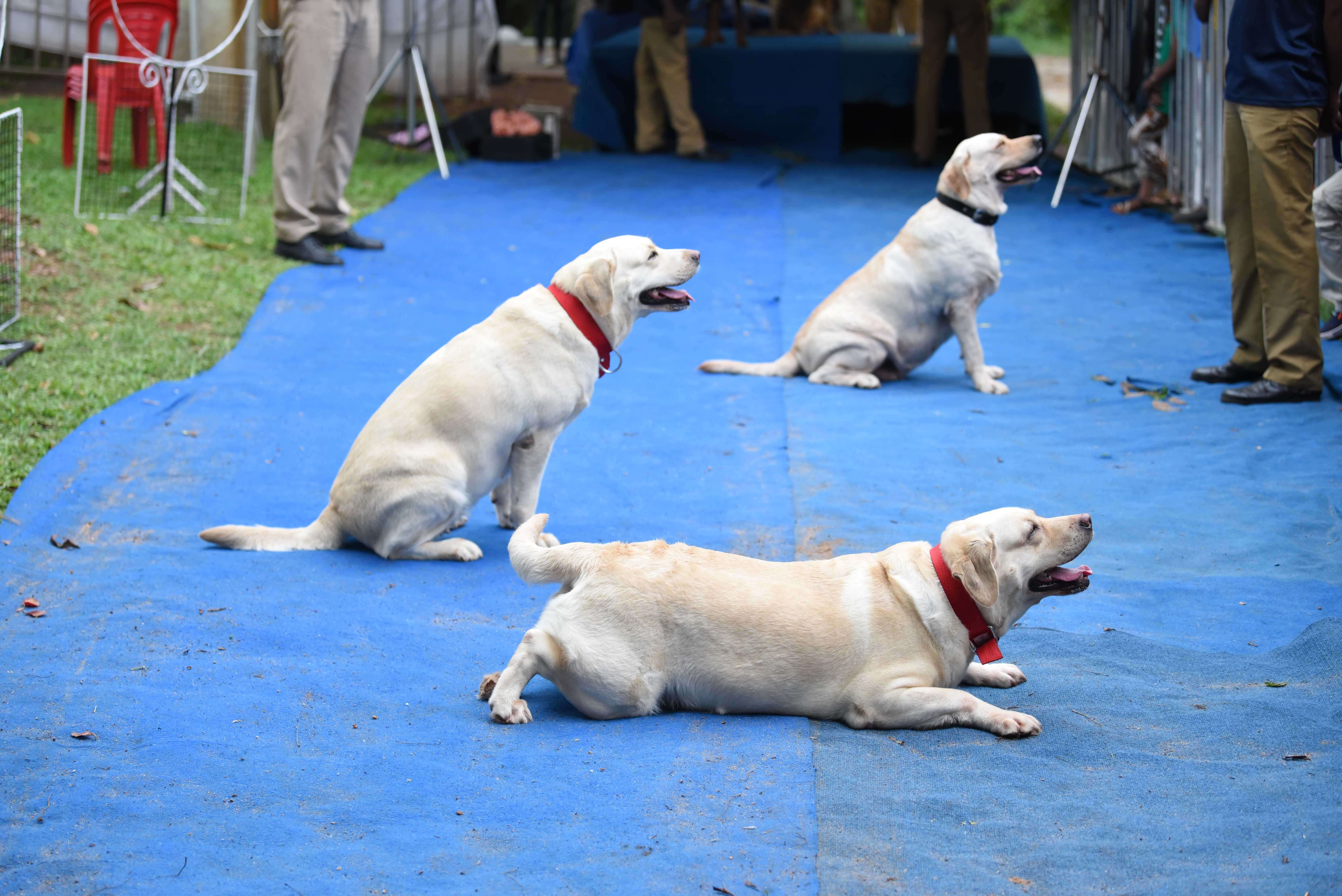 Kerala Police shines bright at Ananthavismayam | Events Movie News ...