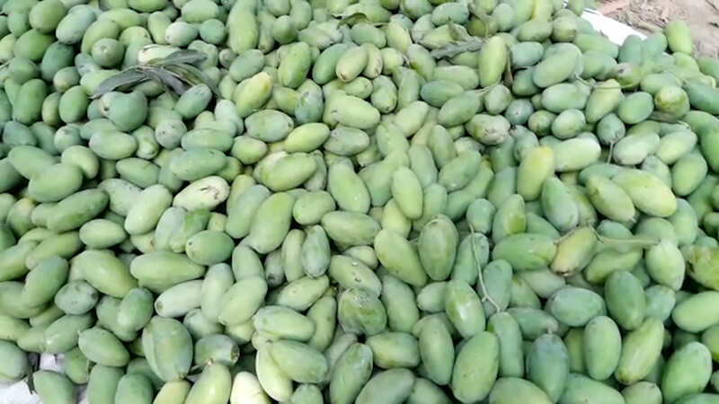 Famous 'Dassehri' mango is now ready to hit the market