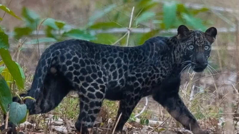Rare black panther seen at Kolsa again