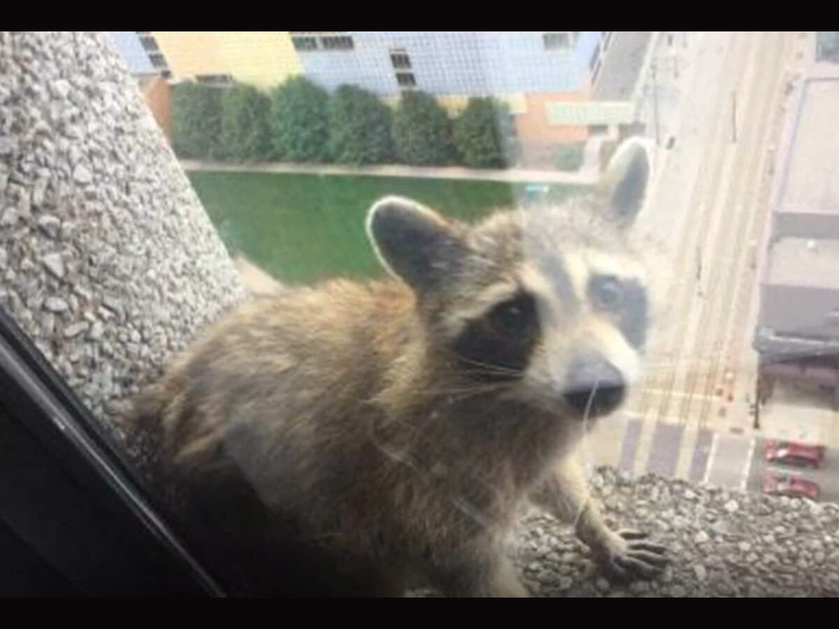 Daring raccoon scales 25-storey tower, becomes social media star