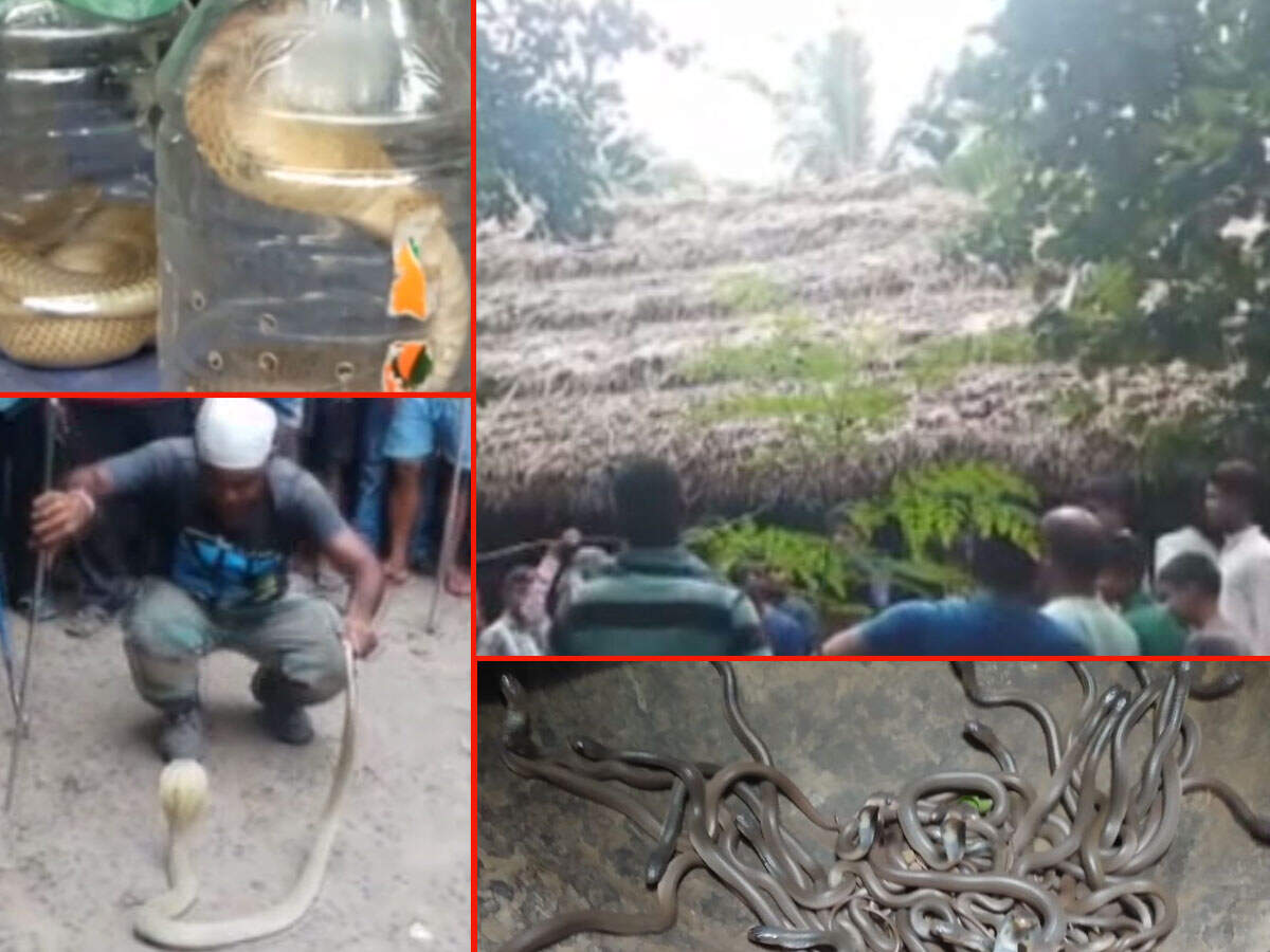 Watch: Odisha's 'snake house' where over 140 cobras lived with a family