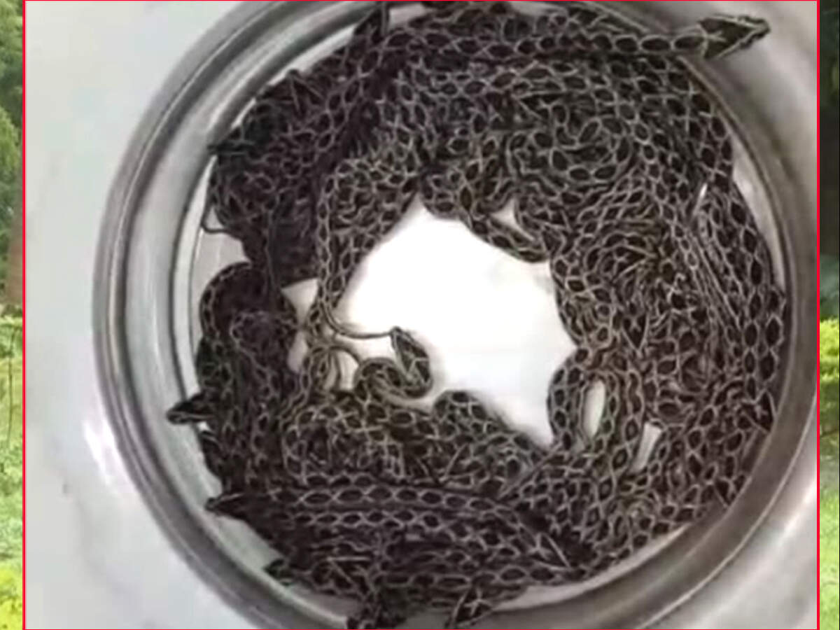 Watch: Russell’s Viper gives birth to 36 hatchlings