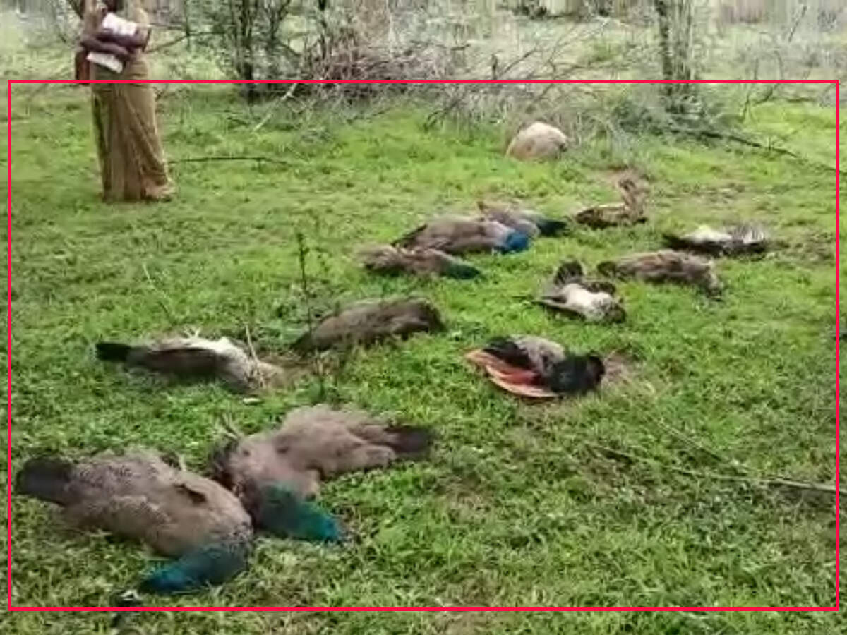 Telangana: 30 peacocks found dead