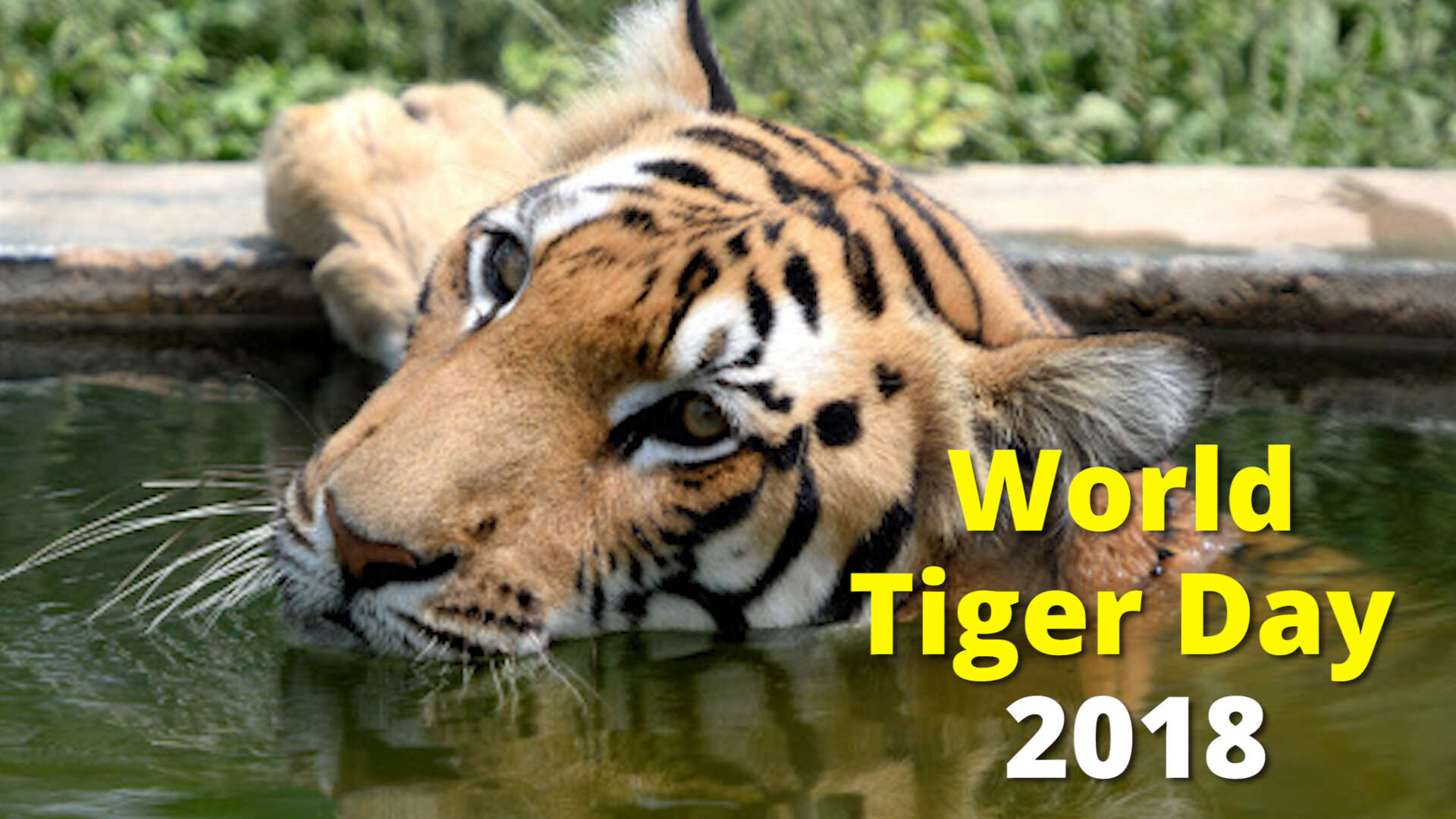 World Tiger Day 2018: Things you should know