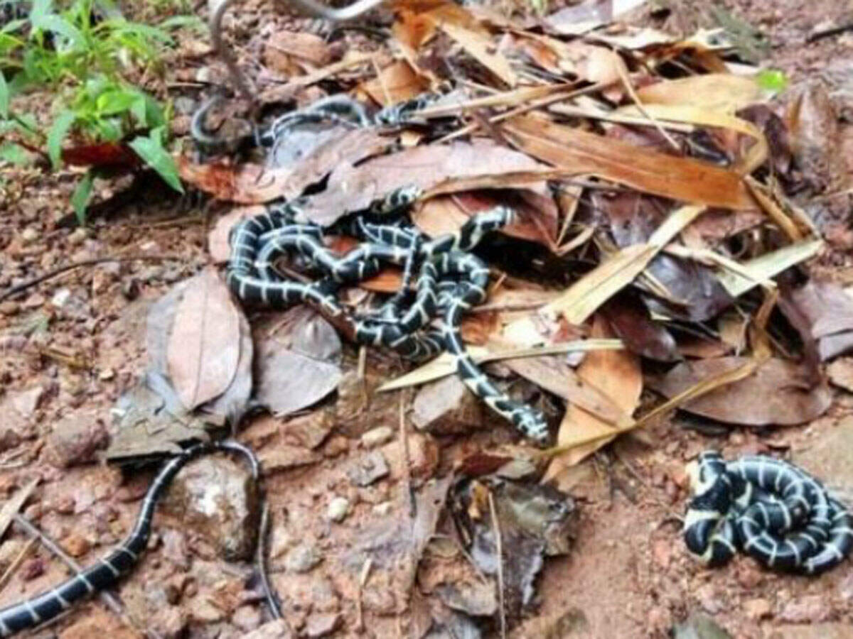 Kerala: 23 king cobra eggs hatch at a private plantation, hatchlings ...