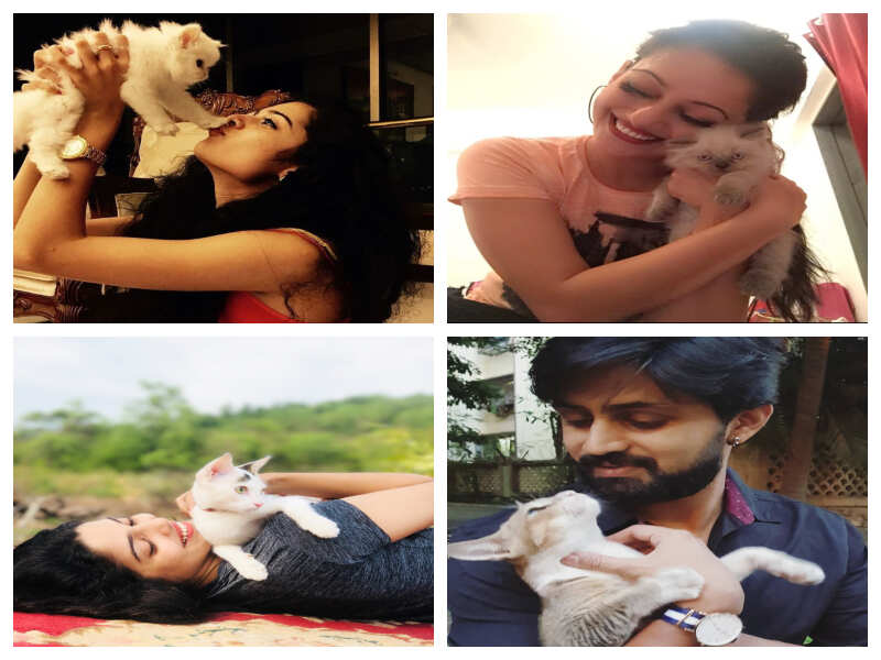 International Cat Day: Meet the Marathi film actors who love cats