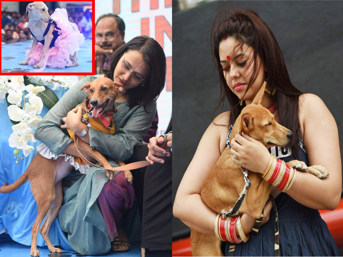 Canines’ day out at ‘The Great Indian Dog Show 2018’ in Chennai