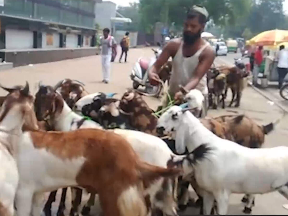 Eid ul-Adha: Jama Masjid vicinity turns chaotic as goat-sellers lined ...