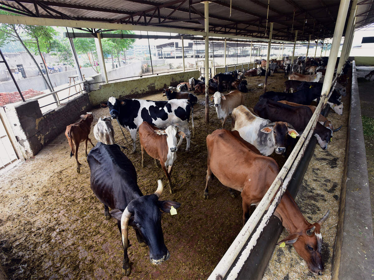 India's cows can save earth, claims US scientist