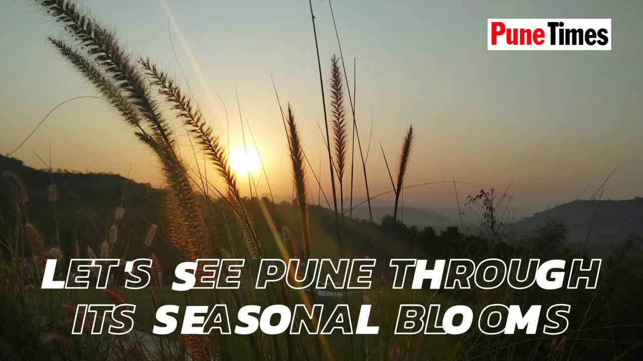 Flowers: See Pune through its seasonal blooms