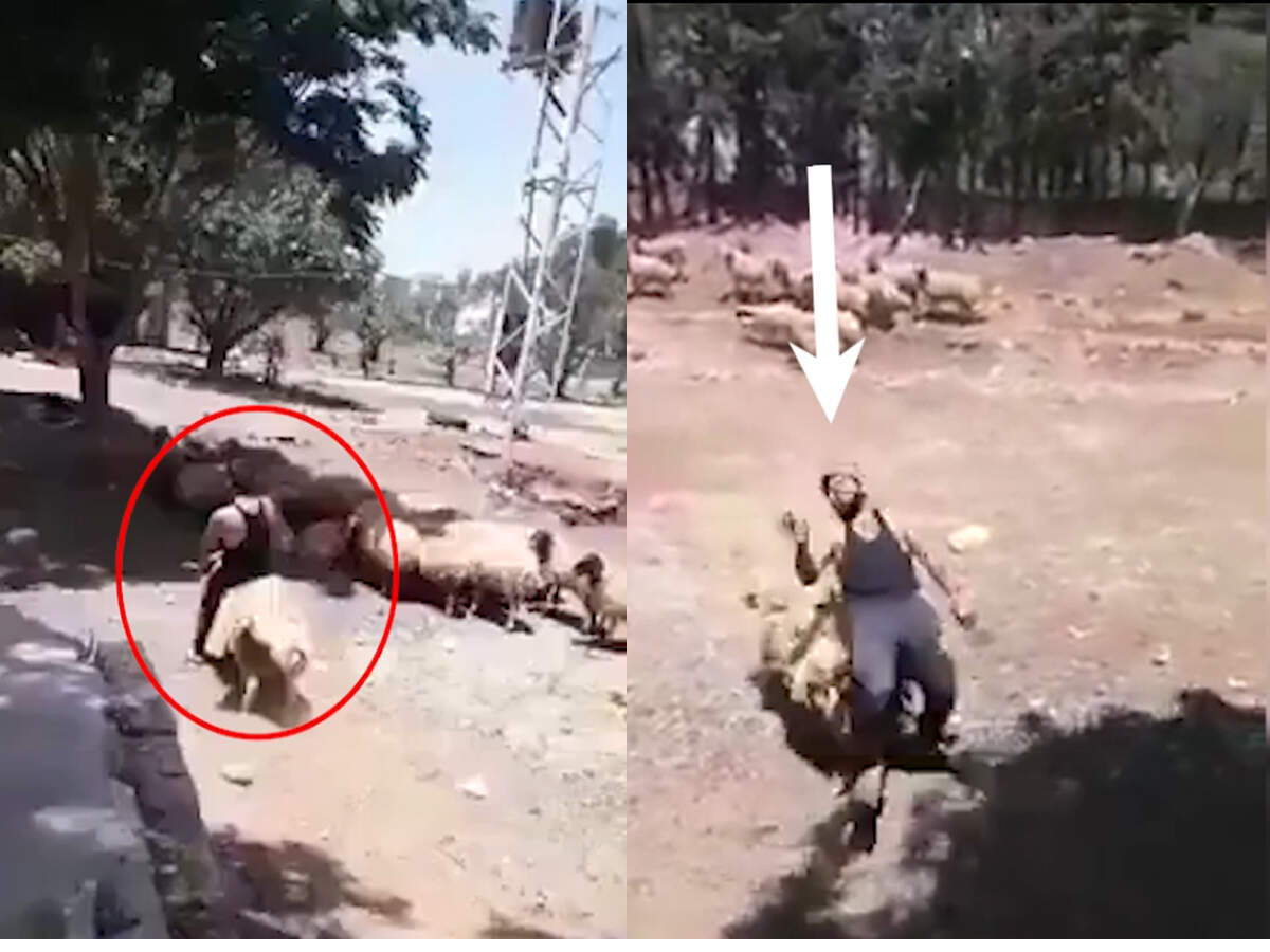 Viral video: Man tries to ride sheep, gets hit hard