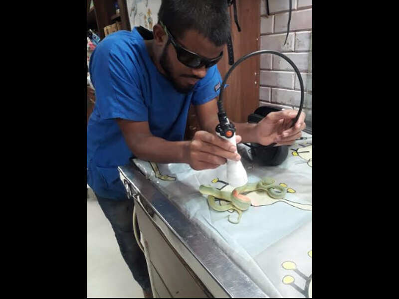 Mumbai doctors do MRI on snake, fix its bent spine