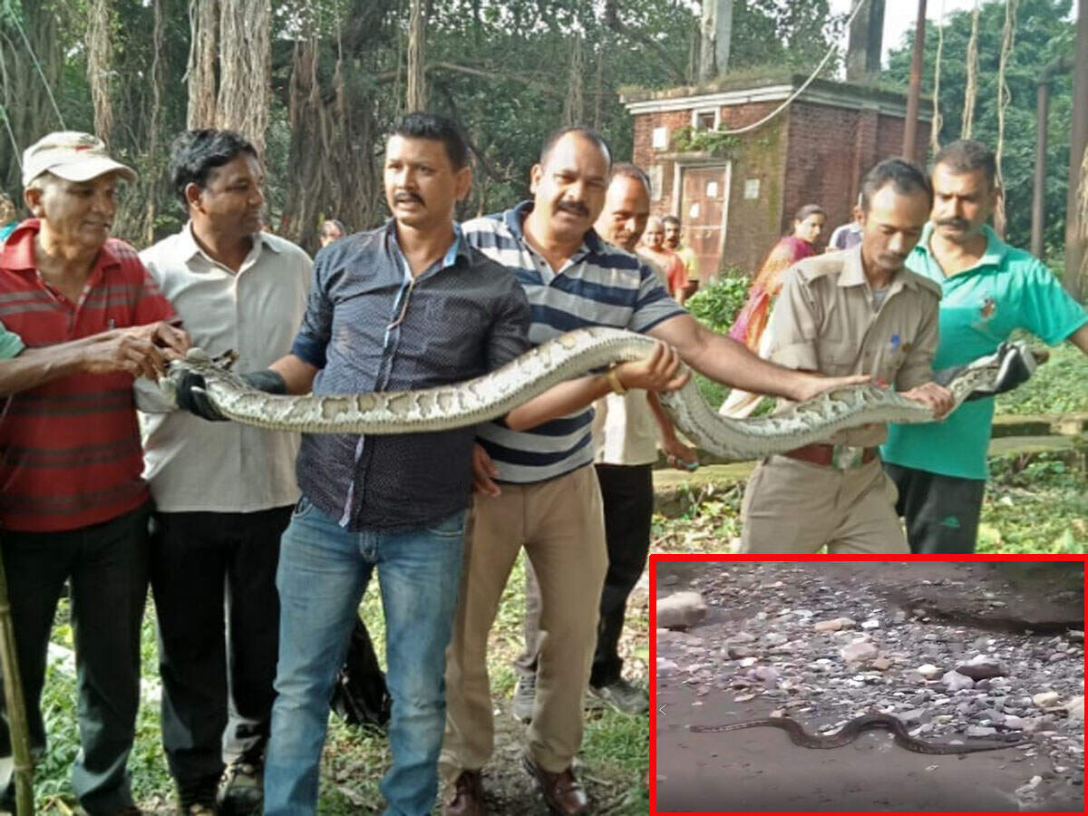 On cam: 10-ft-long Burmese Python rescued in Dehradun