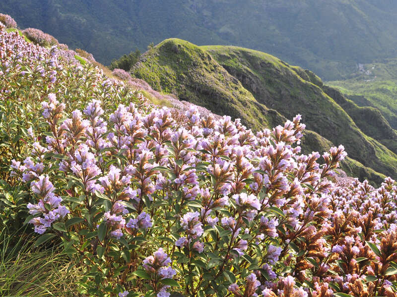 Kurinji woes: They come, they see and they pluck | Kochi News - Times ...