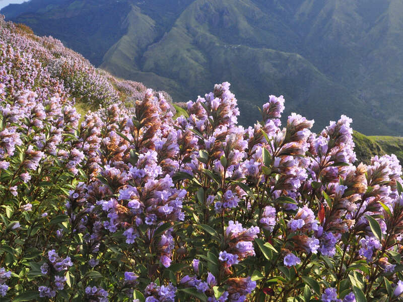 Kurinji woes: They come, they see and they pluck | Kochi News - Times ...