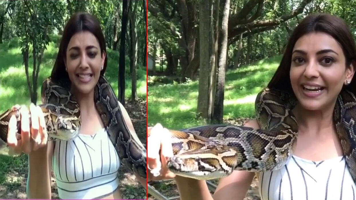Kajal Aggarwals Daredevil Photoshoot With Python Is A Must Watch