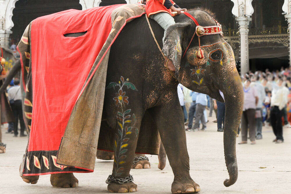 10-day Mysuru Dussehra festival begins amidst celebrations | Times of ...