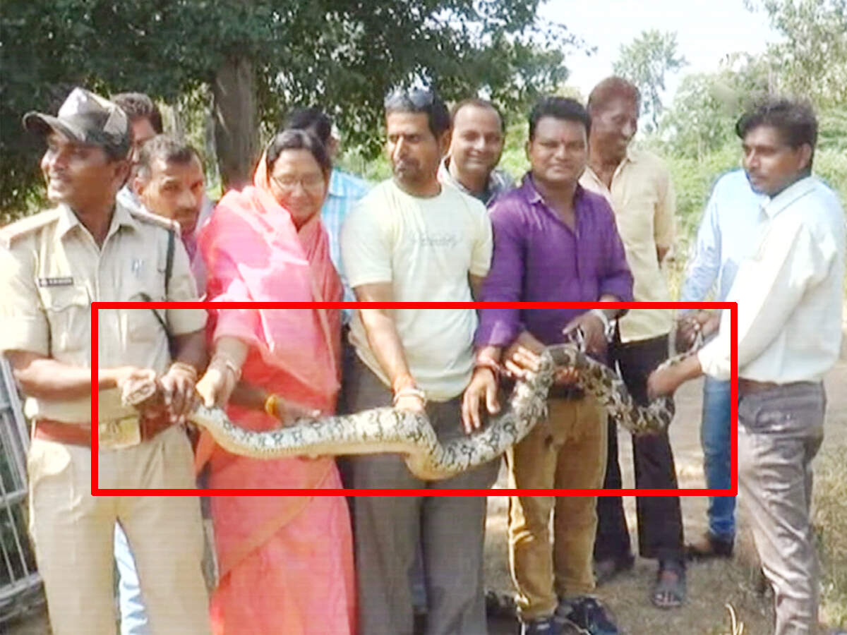 MP: 7-feet-long python rescued by forest officials in Alirajpur