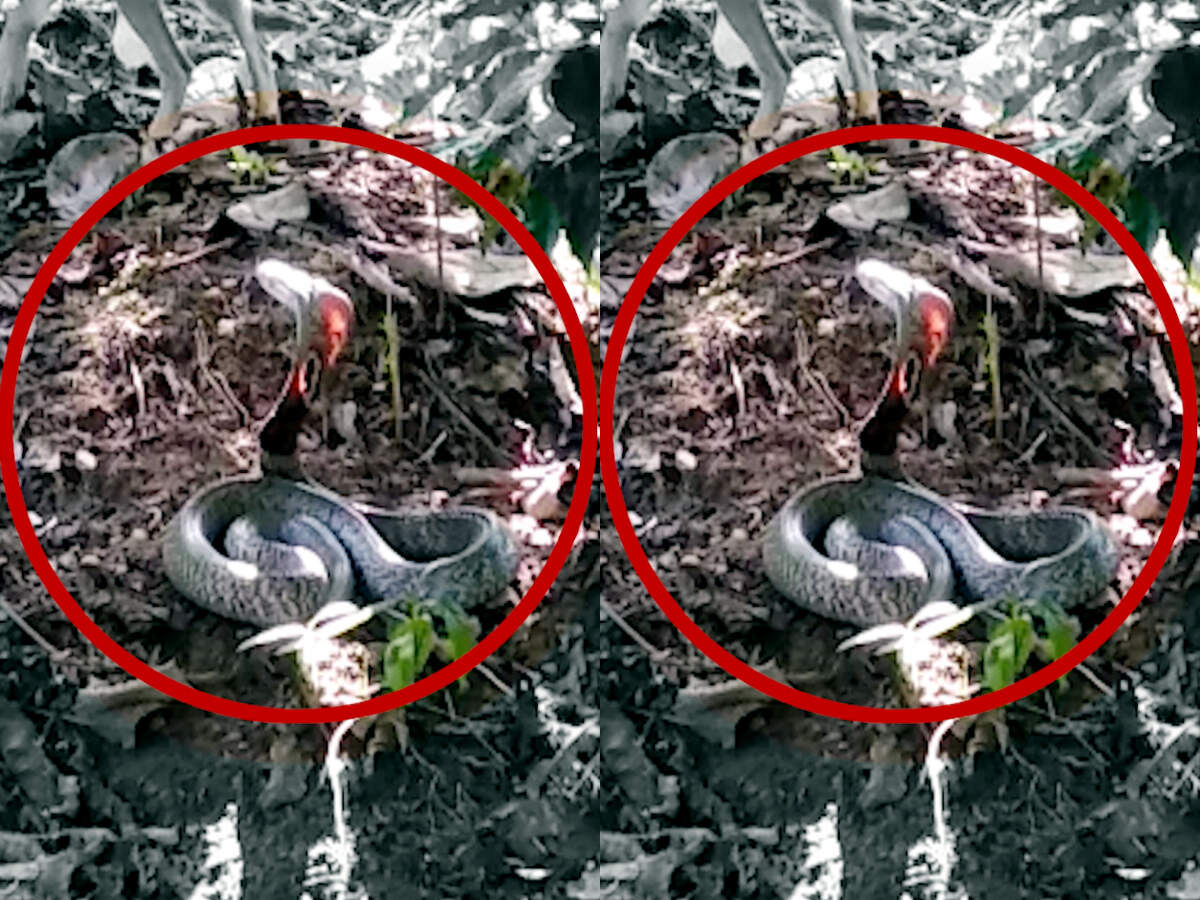 Watch: Cobra with shining, red hood spotted in Karnataka's Chikmagalur