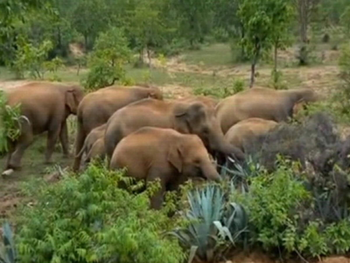Odisha: Herd of elephants destroy crops, houses in Mayurbhanj