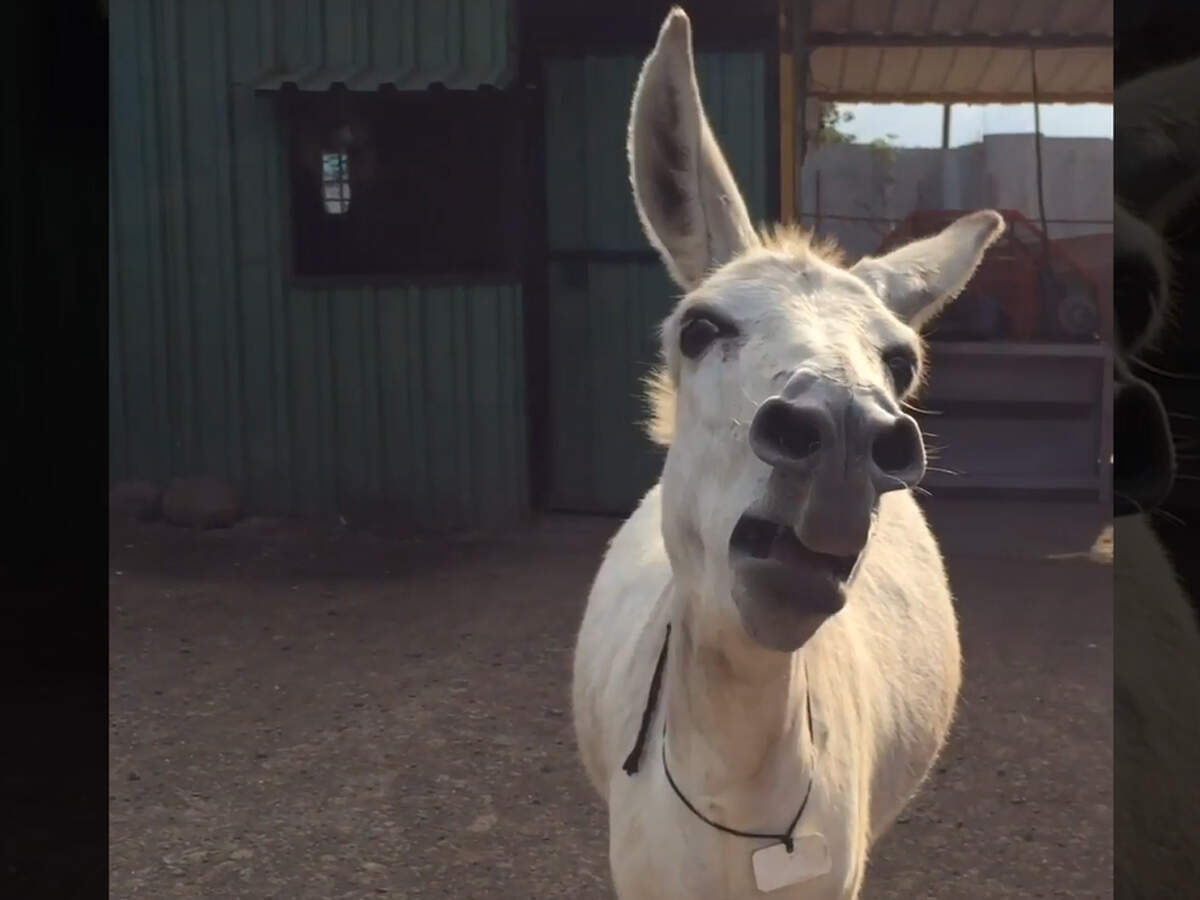 Watch: Maharashtra’s singing donkey becomes internet sensation