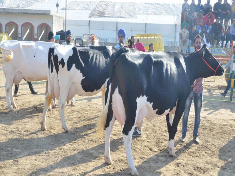 cows beauty contest: Karnal farmer's three cows win beauty contest ...