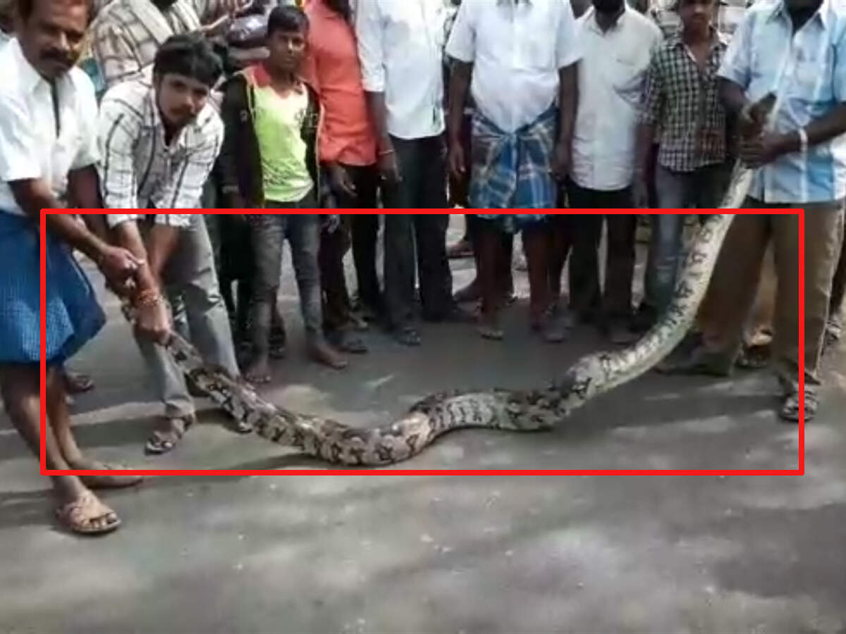 On cam: 15-feet-long python rescued in Tamil Nadu