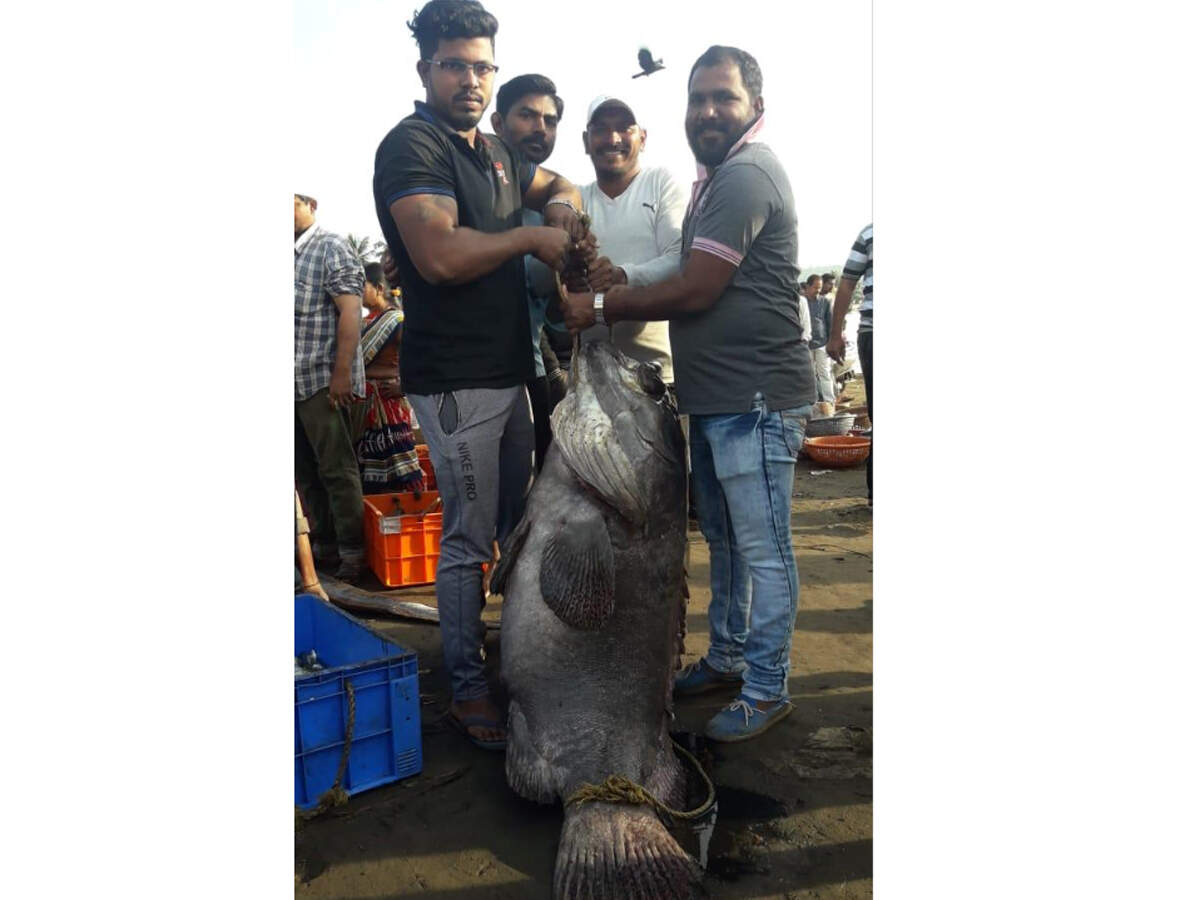 Watch: Giant fish weighing 90 Kg caught by fishermen in Maharashtra
