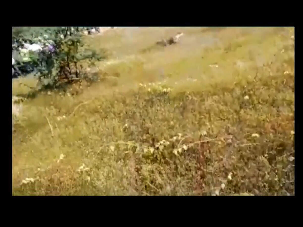 Tamilnadu: 3 people injured in leopard attack in Vellore