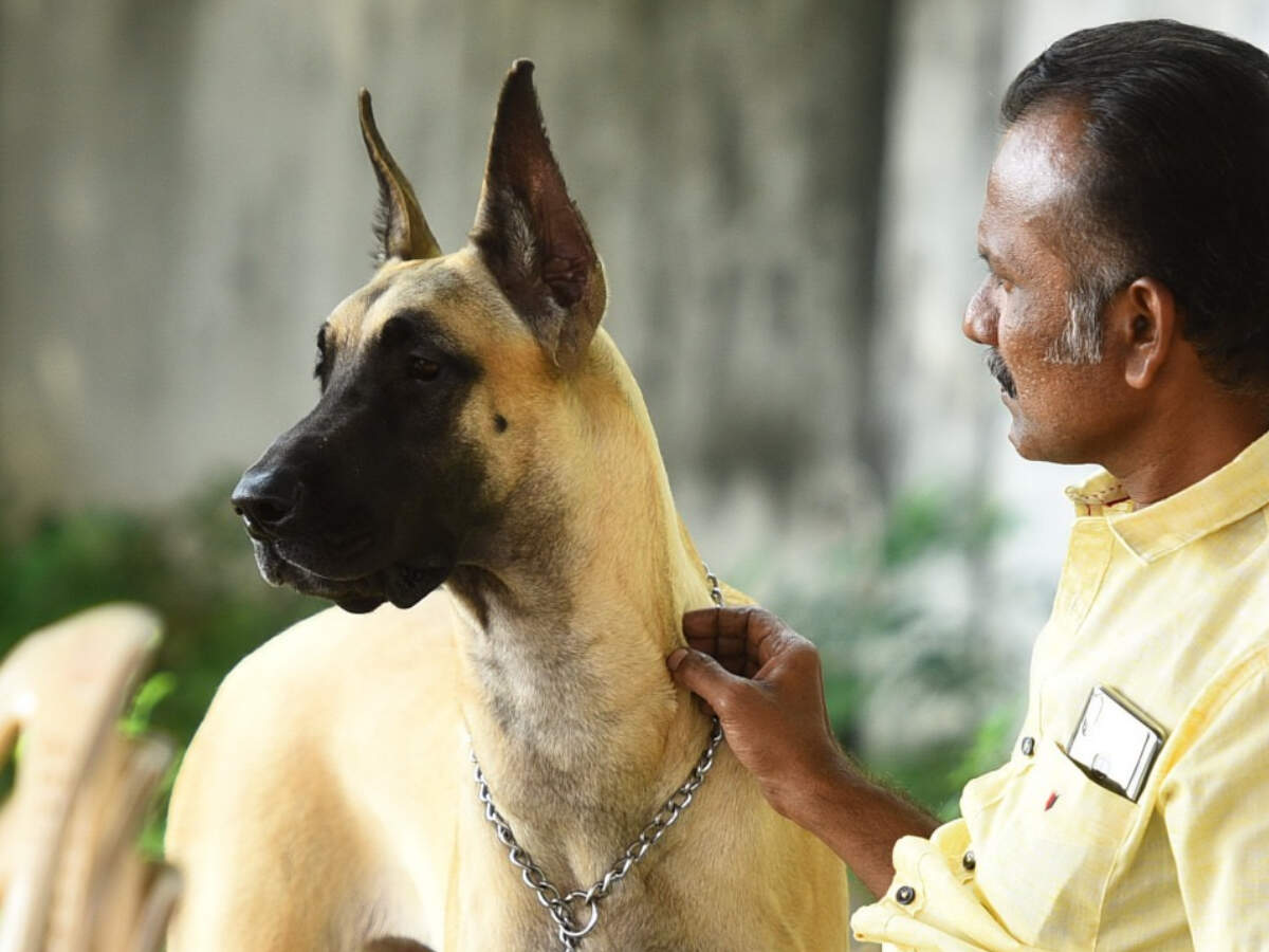 Chennai: Families enjoy three-day dog show at Meena Muthiah College grounds