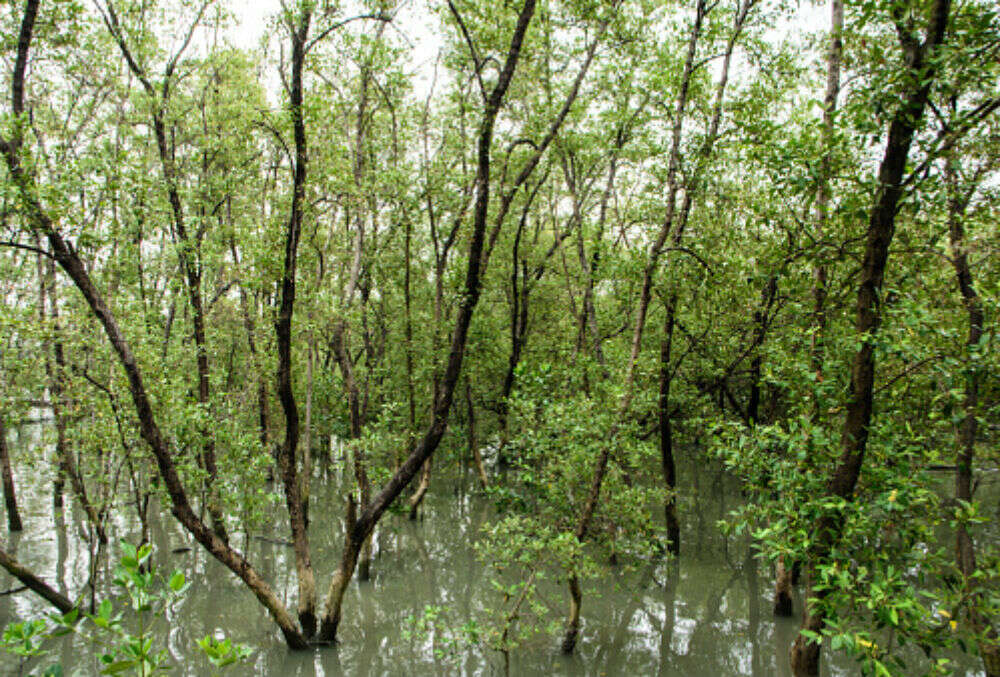 Sundarbans and it many facts | Times of India Travel