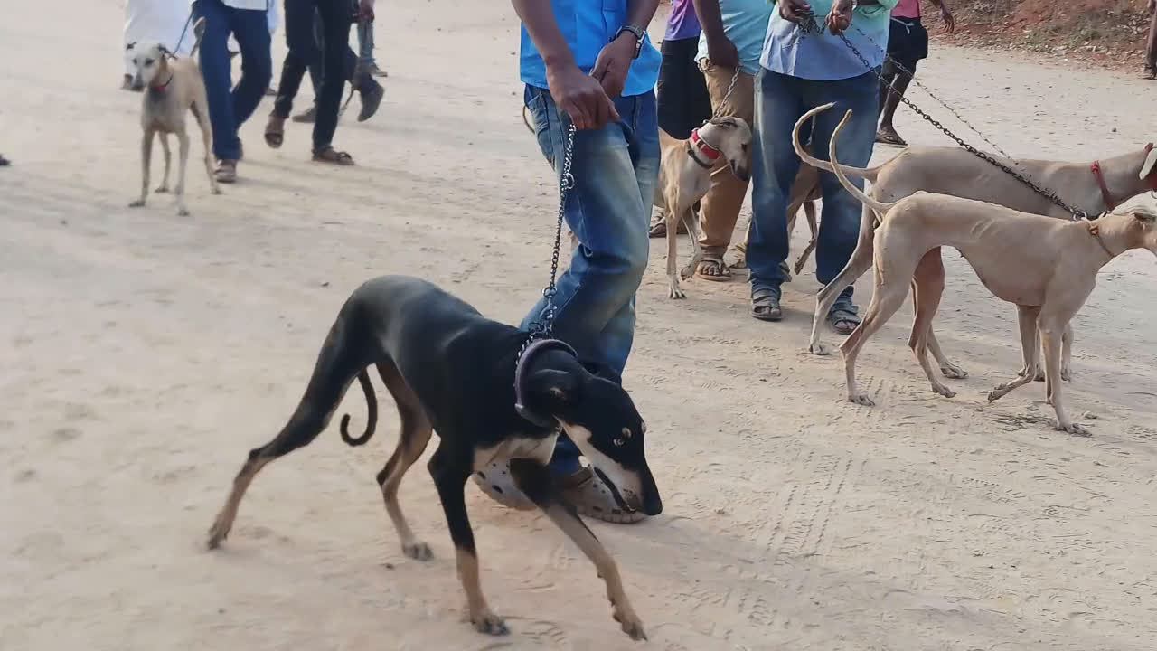 Native breed dogs displayed at Vellan Thiruvizha