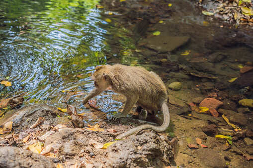 Otter, Monkey and Bat Islands—a rendezvous with the best-kept secrets ...