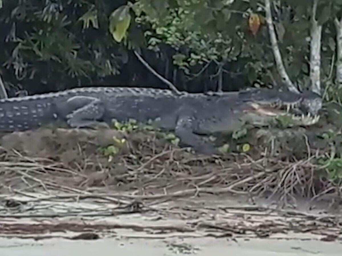 Why crocodiles have made this island most dangerous in the world