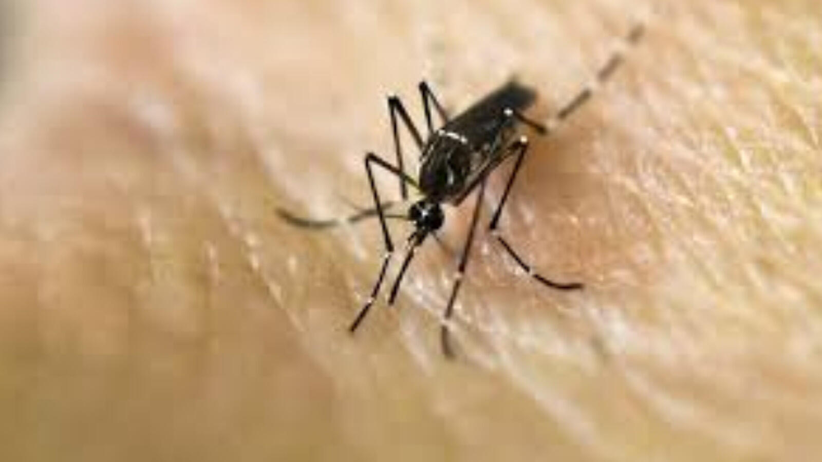 Today in history: Vaccine for yellow fever was announced for use on ...
