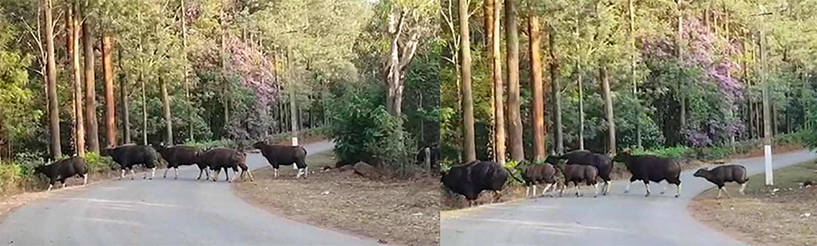 Watch: In a rare sight, wild Bison herd seen crossing the highway of ...