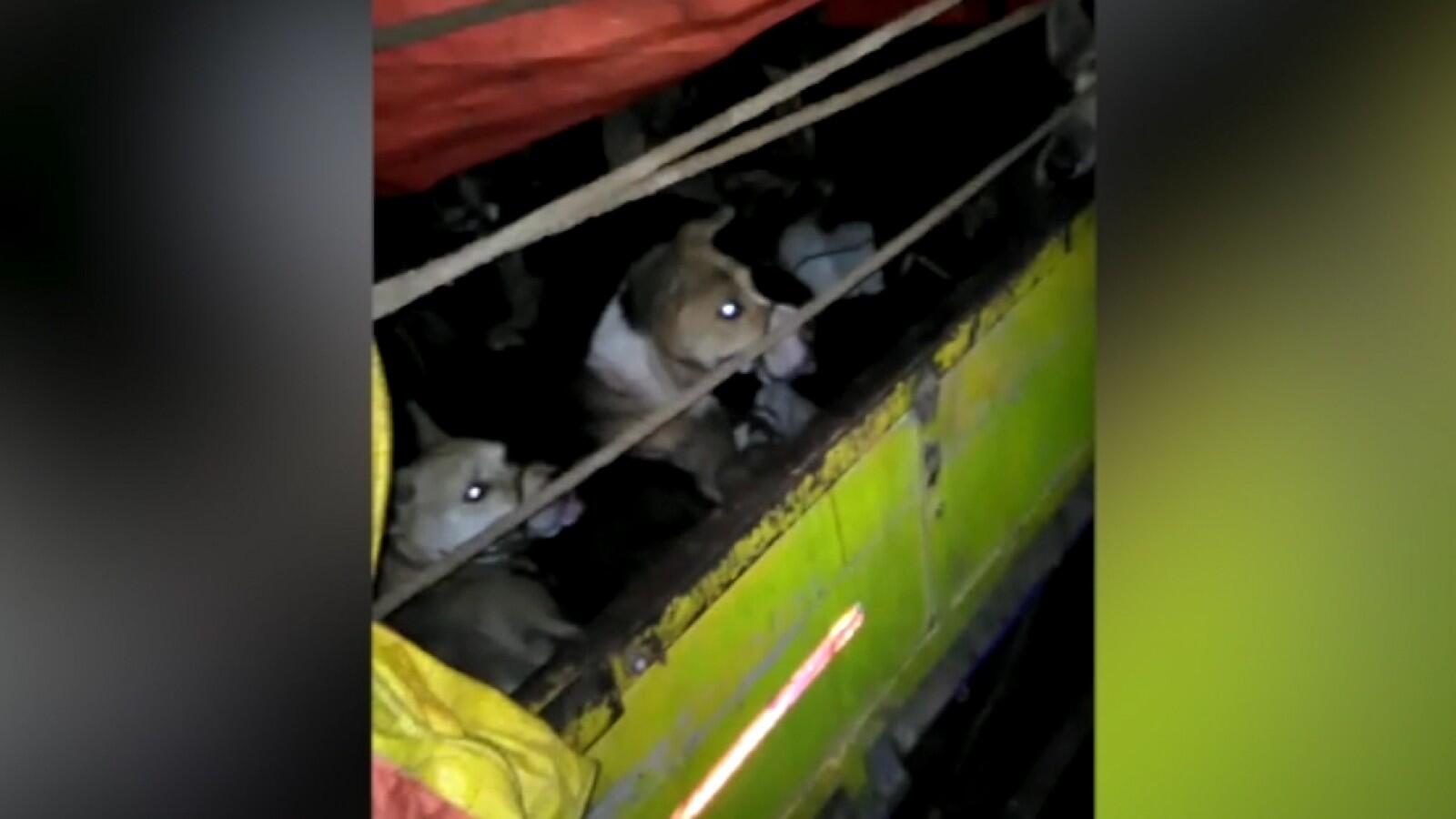 Video on culling of dogs for meat sparks rumour in Karnataka’s Bhatkal